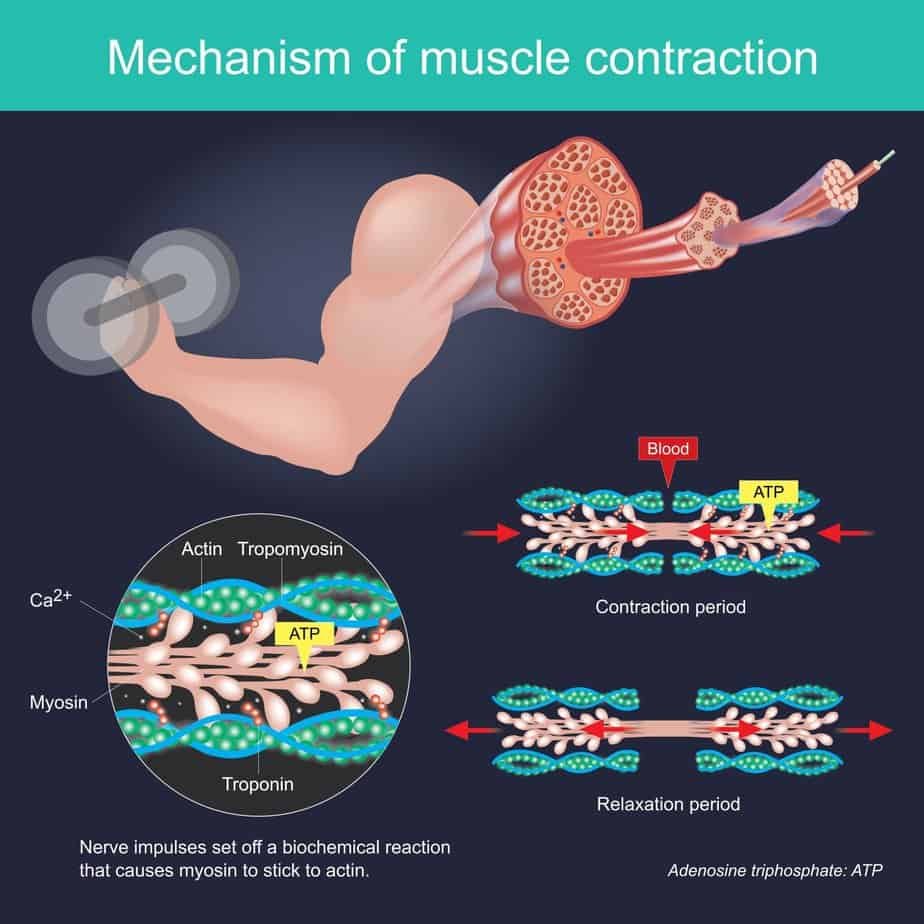 Muscle Hypertrophy Vs Muscle Hyperplasia